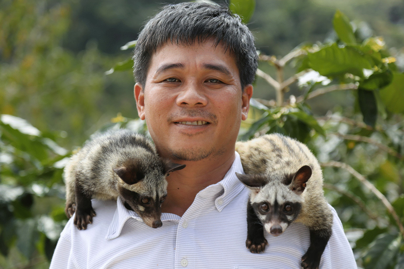 Cà Phê Chồn 100% Tự Nhiên Legend Revived (Weasel Coffee) 250g (Hộp Sơn Mài)